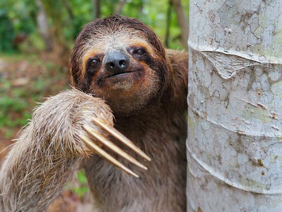 Brown Throated three-toed sloth - Kidsville News